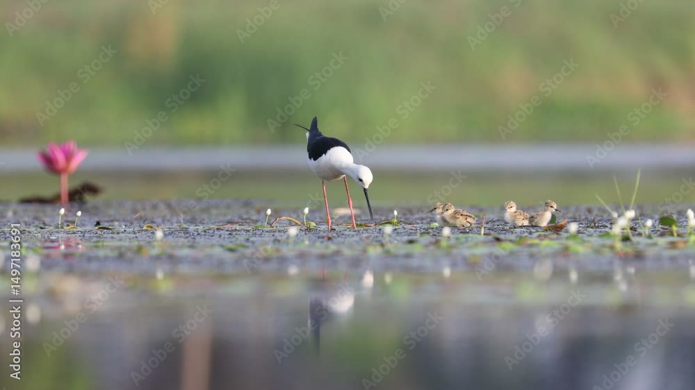 Elegant Stilts in Wetland: Capture the graceful Black-winged Stilts ...