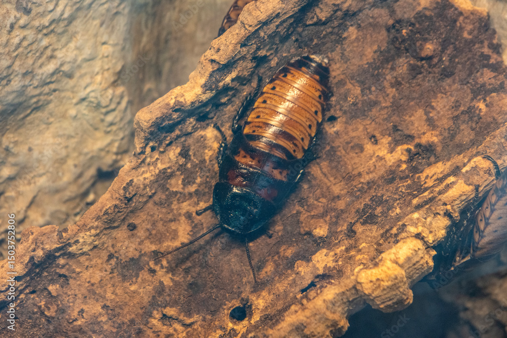 Poster Madagascar hissing cockroach, also known as the hissing ...