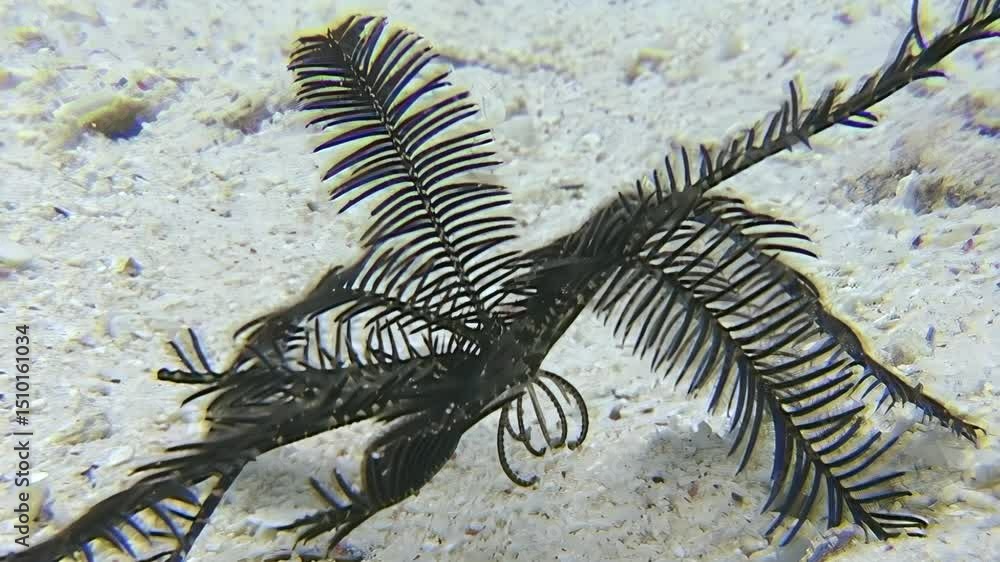 Explore vibrant underwater realm of Red Sea, where sea lilies gently ...