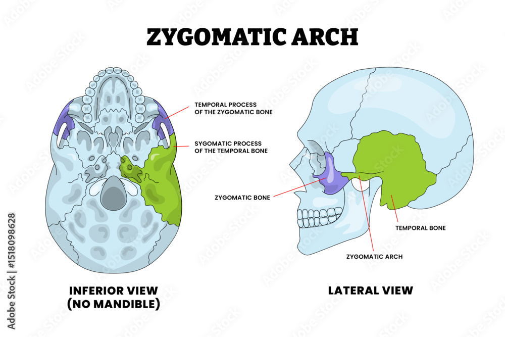 Quadro su tela Zygomatic Arch Bone Human Skull Bone Structure Anatomy ...