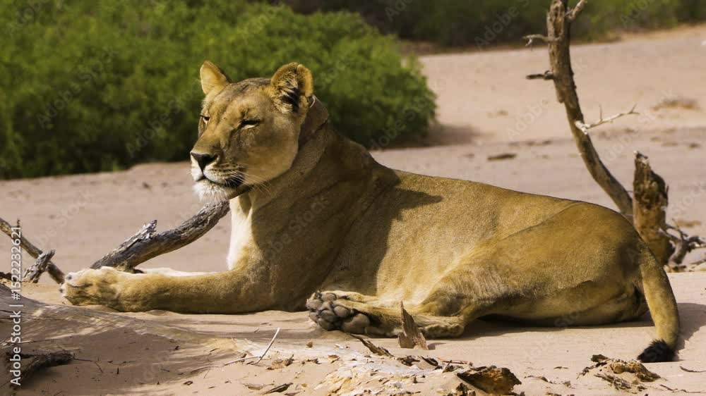 A desert lioness in front of a bush in the Namib Desert, observing her ...