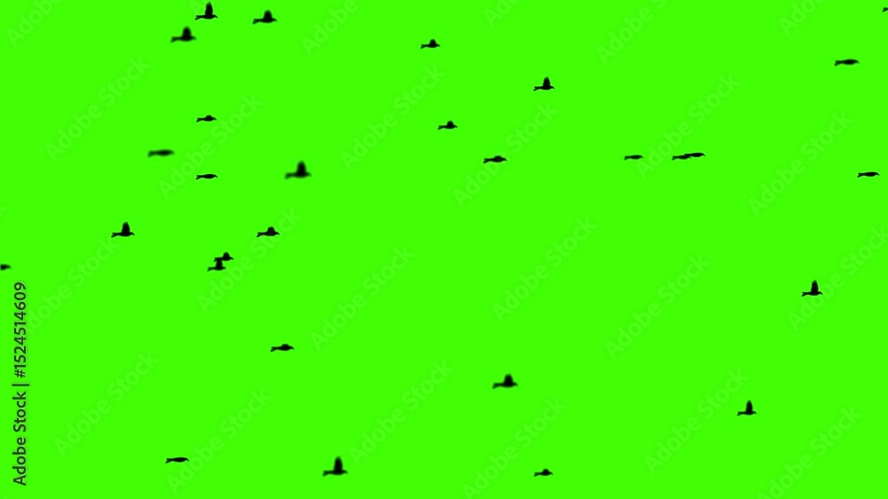 Chroma key birds flying, visual effects element, Silhouettes birds ...