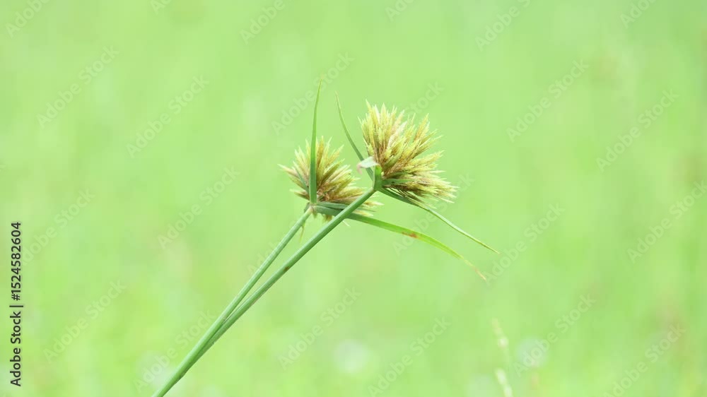 Cyperus polystachyos grass. Its common names Pycreus polystachyos ...