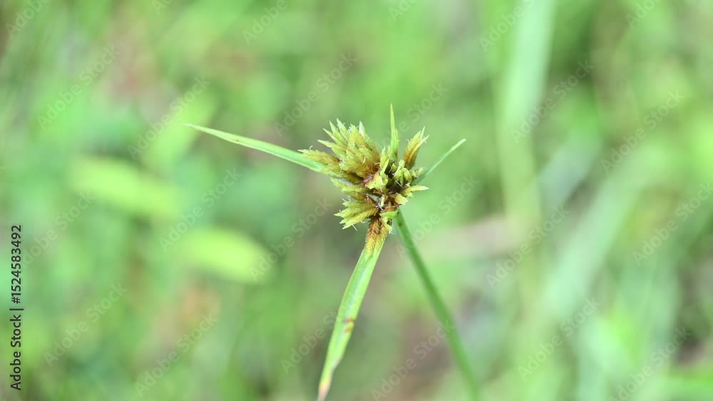 Cyperus polystachyos grass. Its common names Pycreus polystachyos ...