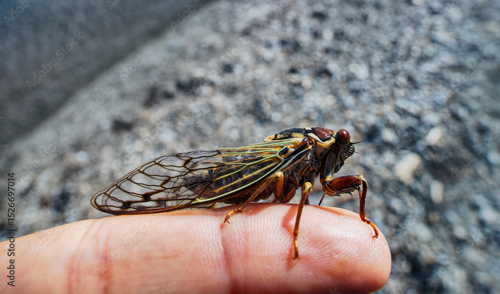 Poster Mountain cicada (Cicadetta montana, male) (Cicadidae, Hemiptera) on slopes of seaside ...