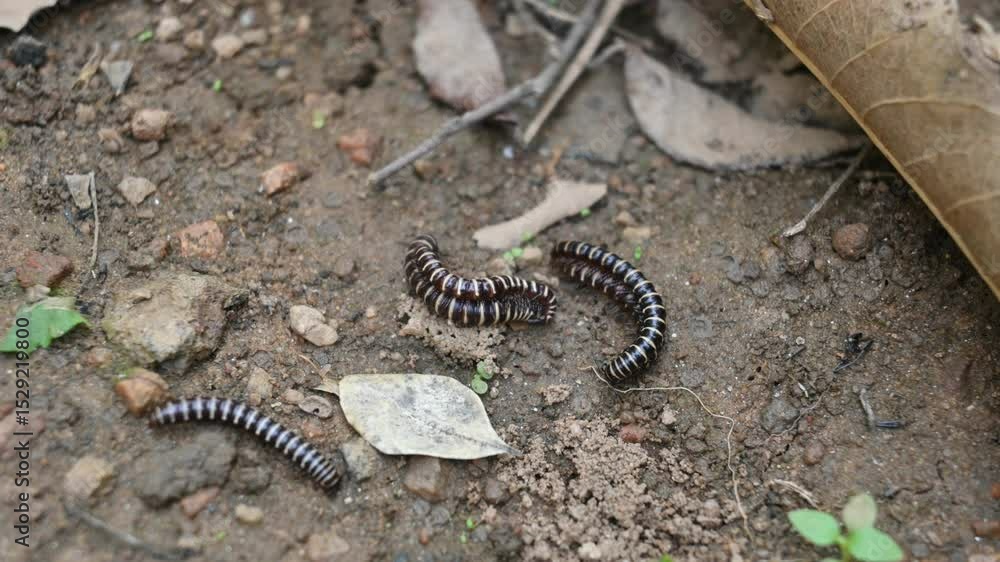 Greenhouse millipedes mating. Its common names are Oxidus gracilis ...