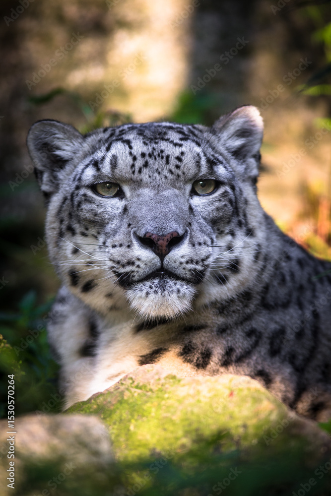 Poster Photography of fierce wild animals in the forest – Wall Art ...