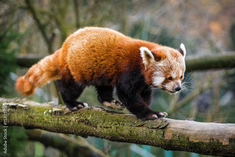 Poster Photography of fierce wild animals in the forest – Wall Art ...