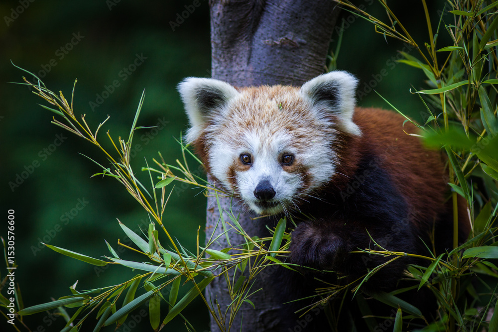 Poster Photography of fierce wild animals in the forest – Wall Art ...