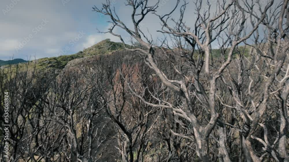 Burnt and dead trees fill the frame, showing the severe environmental ...