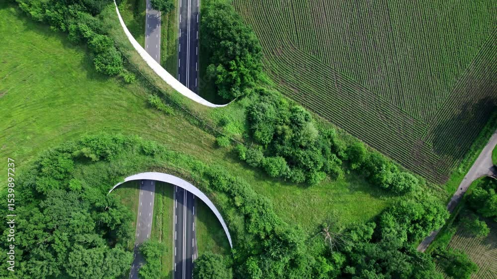 Interstate road traversed by wildlife crossing Grimberg forming a safe ...