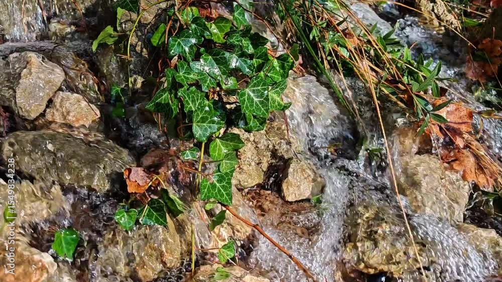 Lush green ivy growing on rocks beside fast-flowing mountain stream ...
