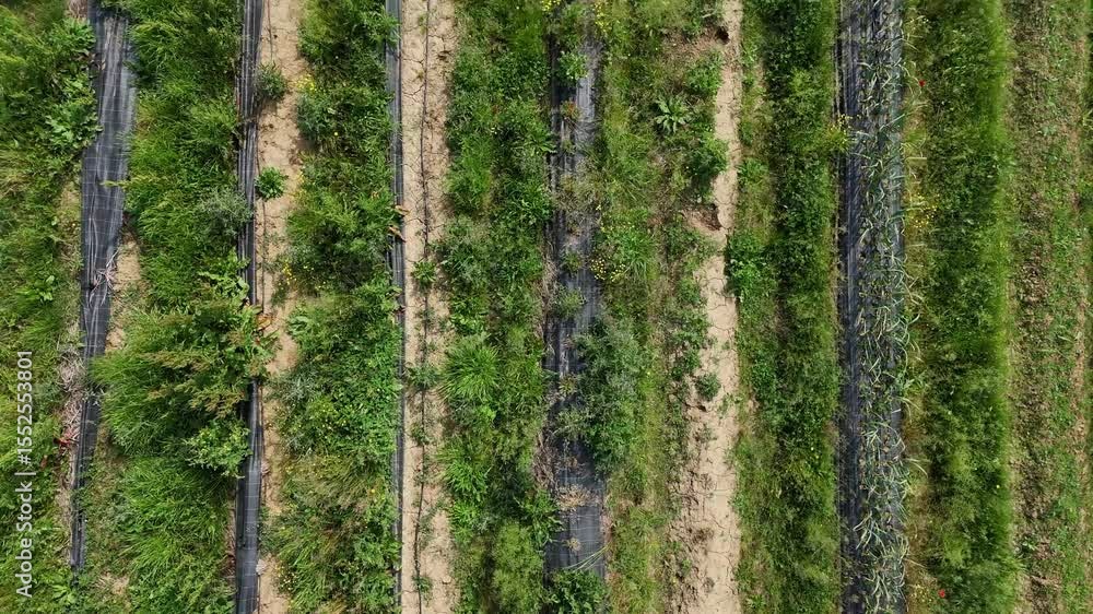 Top down drone image shows black mulch rows with sage (Salvia ...