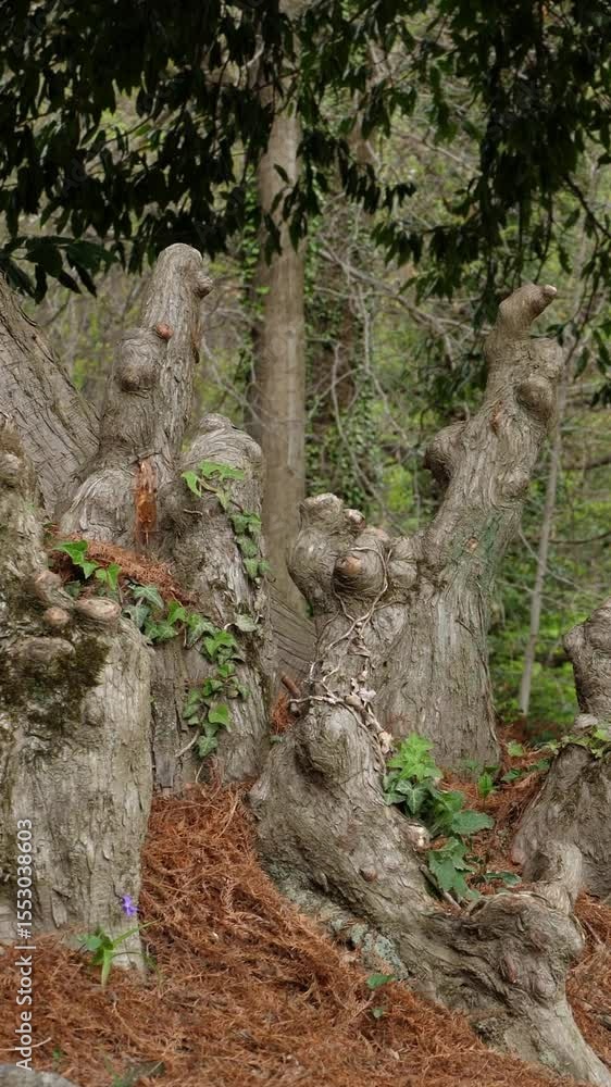 Roots. tree roots. root system. Bare tree roots, mysteriously shaped ...