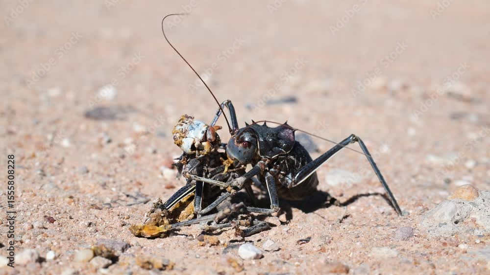 Armoured ground cricket, Acanthoplus discoidalis, cannibalism, large ...