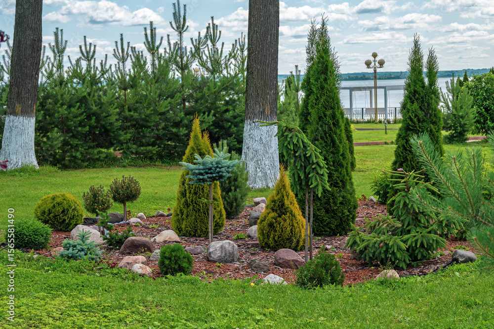 Poster A group of coniferous trees of different species on a mulched ...