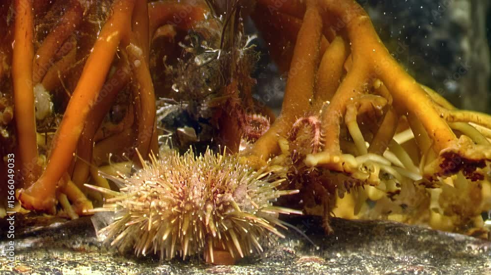 Observe a Strongylocentrotus pallidus, the pale sea urchin, as it moves ...