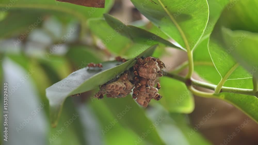 Paper wasps building their nest. Its common names Ropalidia marginata ...