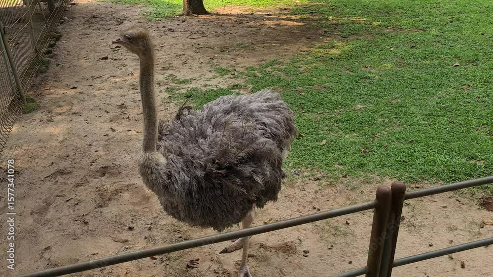 Ostrich walking inside a zoo enclosure designed to resemble its natural ...