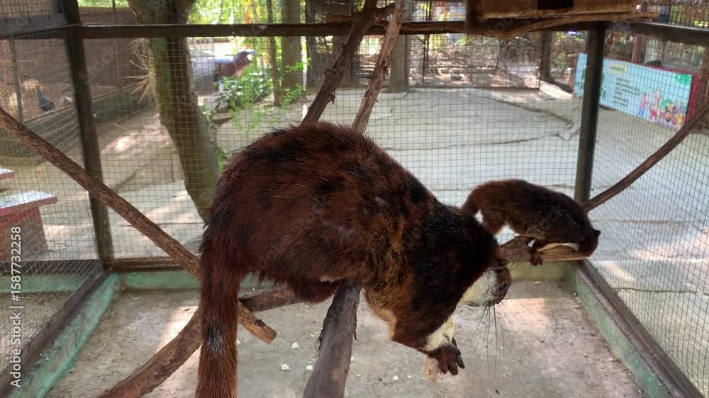 Two coatis are seen in an enclosure at a zoo, with one hanging from a ...