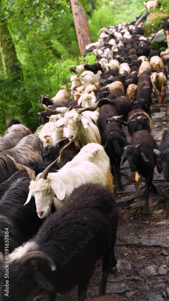 A herd of sheep with their young moving along a dike on the ...