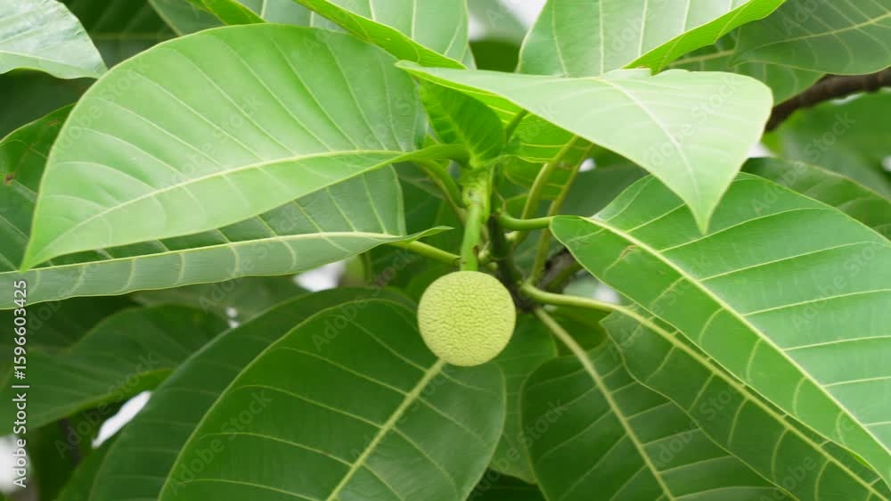 Close-up of the flower bud and leaves of Burflower-tree, known as kadam ...