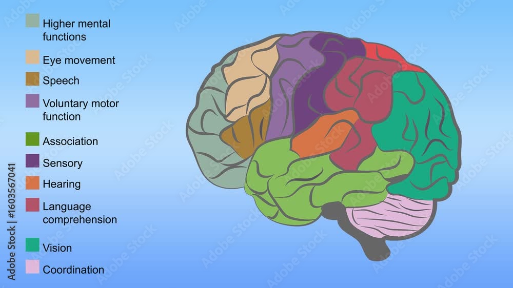 Animated illustration displaying human brain anatomy with labeled ...