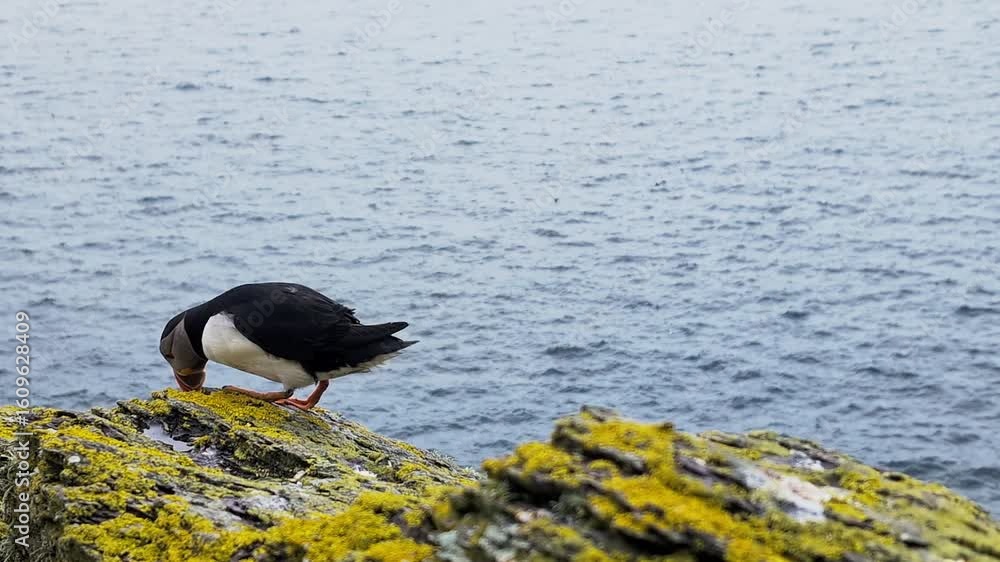 Atlantic puffin (fratercula arctica) walking on the cliffs of Michael ...