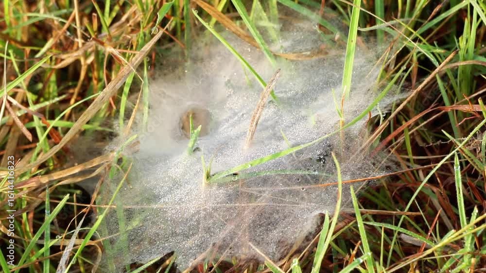 Ground spider webs. It is often funnel-shaped webs built by grass ...