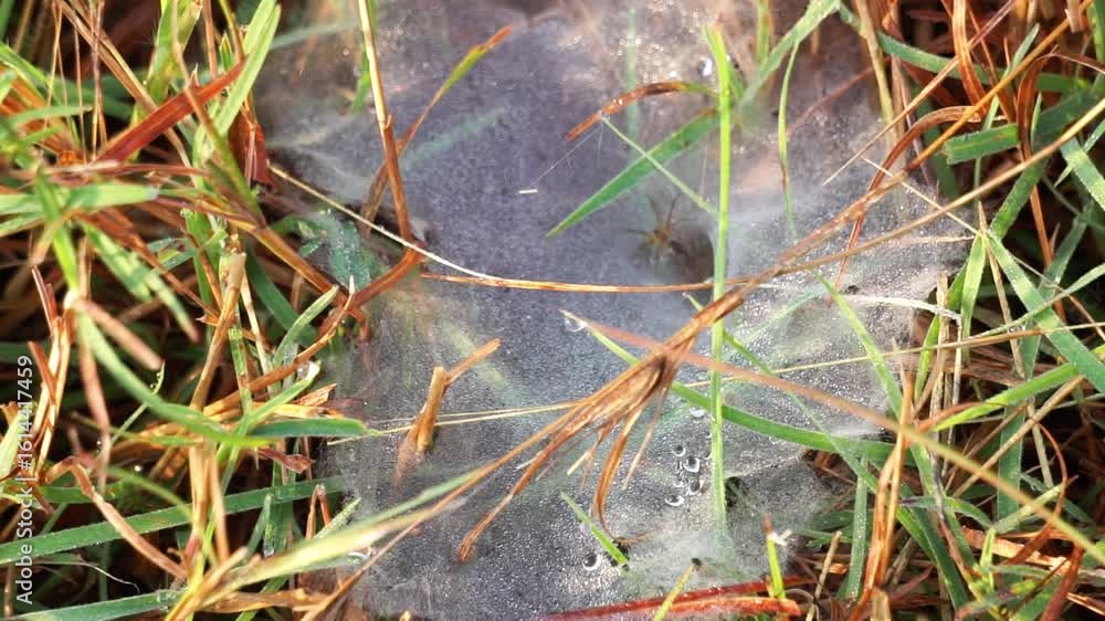 Ground spider webs. It is often funnel-shaped webs built by grass ...