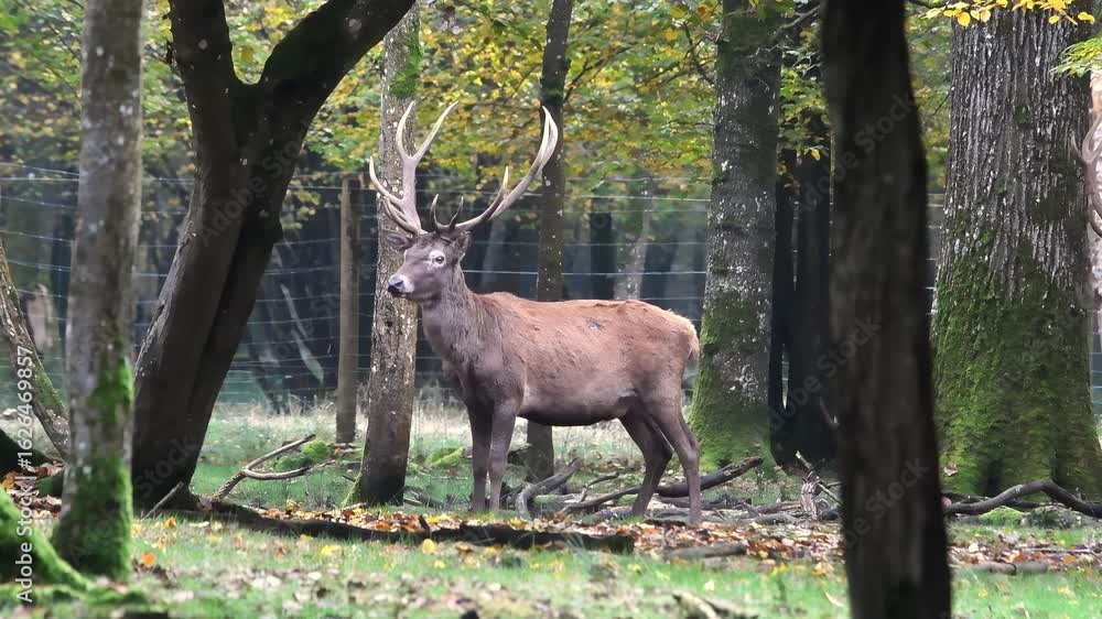 Vídeo do Stock: Cerf élaphe (Cervus elaphus) en forêt de Rambouillet ...