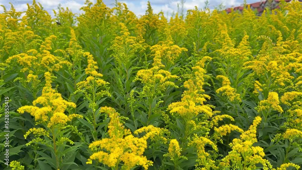 Goldenrod plants growing along fences and construction. Symbol of urban ...