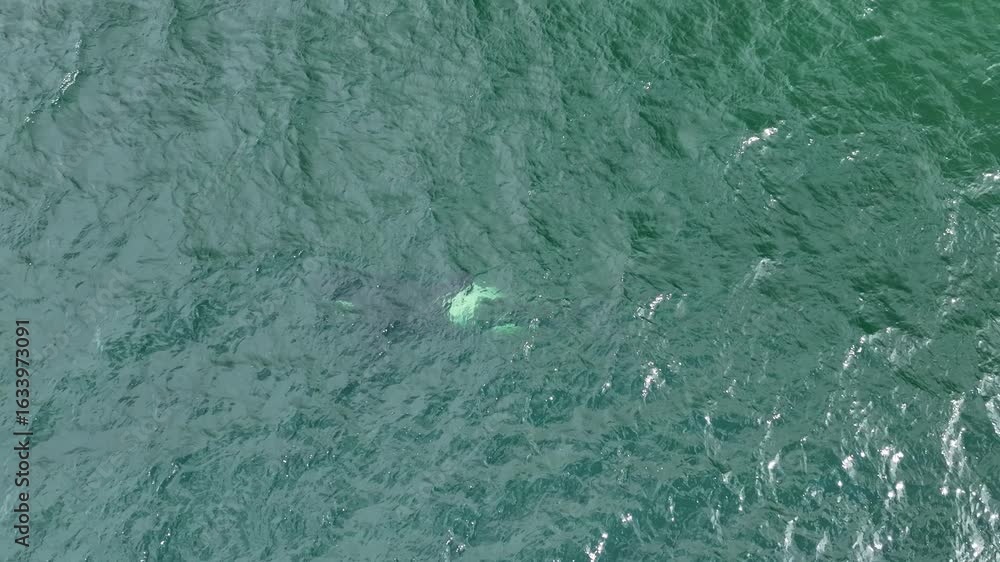 Aerial view of an orca swimming in the open ocean with its stark black ...