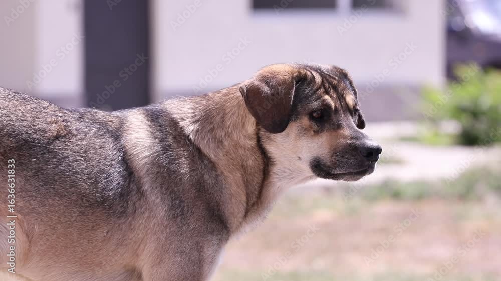 A medium shot of a stray dog with brown and black fur, panting with its ...