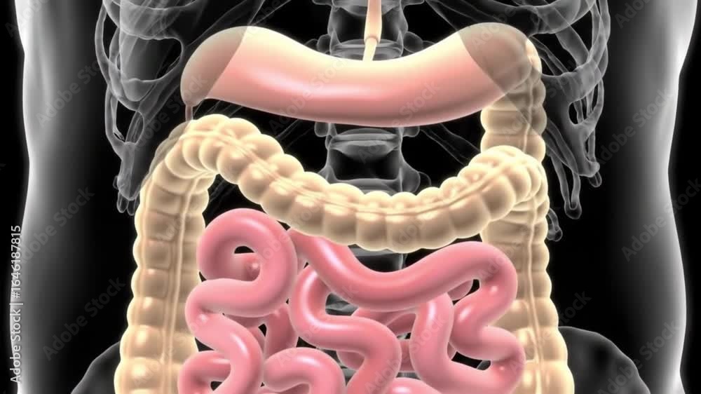 Vidéo Stock Human digestive system anatomy illustration showing colon ...
