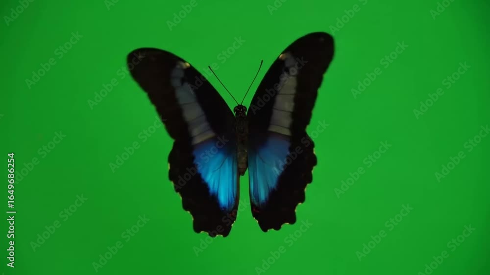 Blue Butterfly Flapping Wings on Green Screen Background 素材庫影片 | Adobe ...