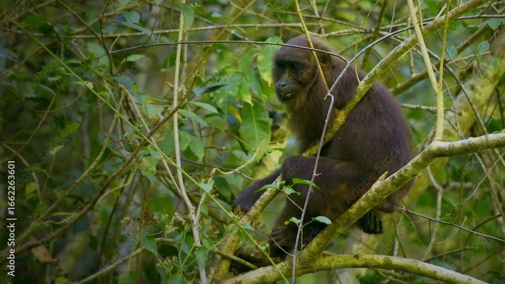 Moor macaque Macaca maura monkey with brown black body fur with a pale ...