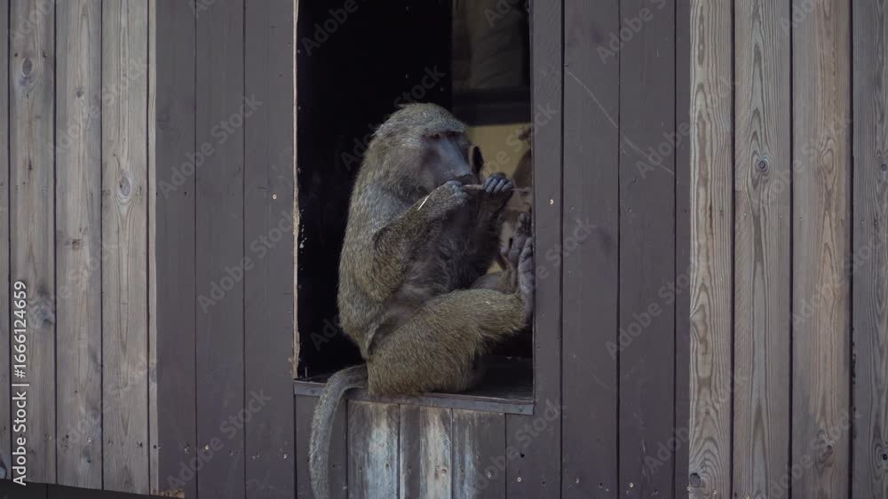 Anubis baboon at the zoo is a lmonkey native to Africa. Muzzle is ...