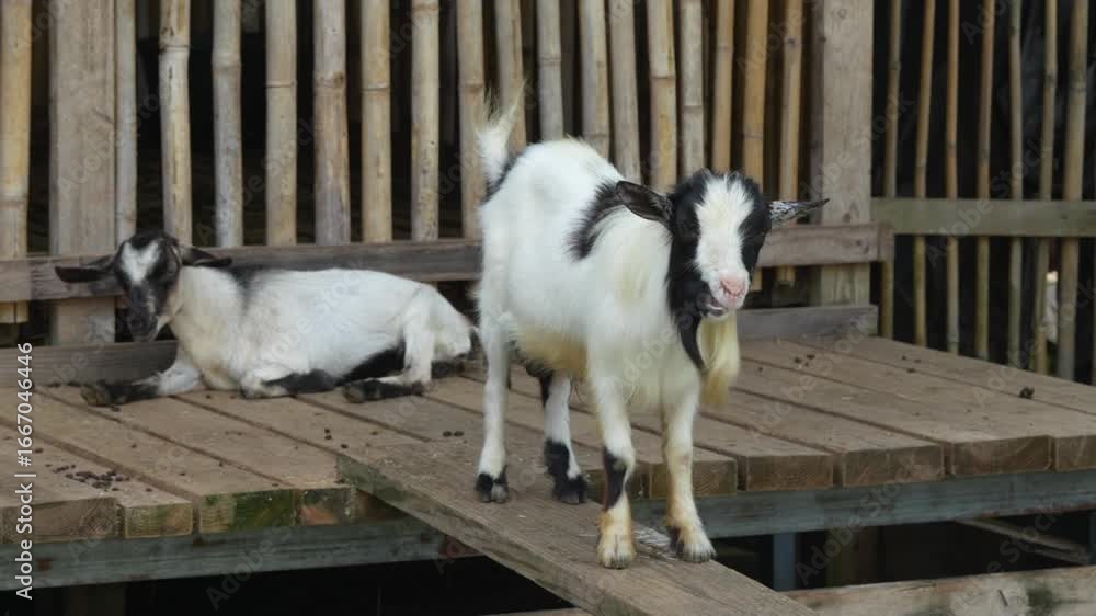 west african dwarf sheep is a hardy native breed valued for its ...