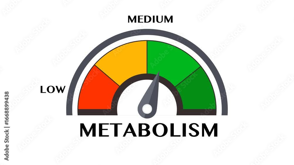 Metabolism Level Measuring Animation.4K Motion Animation On A ...
