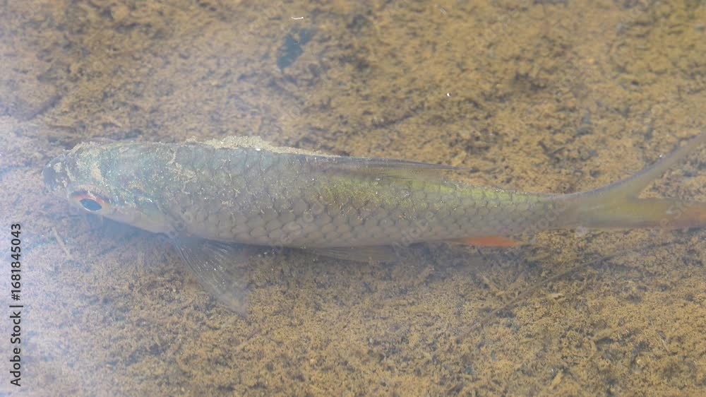Cyprinids fish from river Labuk. Borneo Island. Fish are hooked with ...
