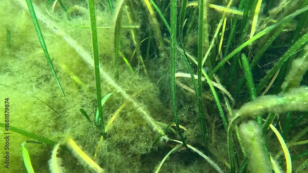 Thickets of sea grass Zostera marina, overgrown with small species of ...