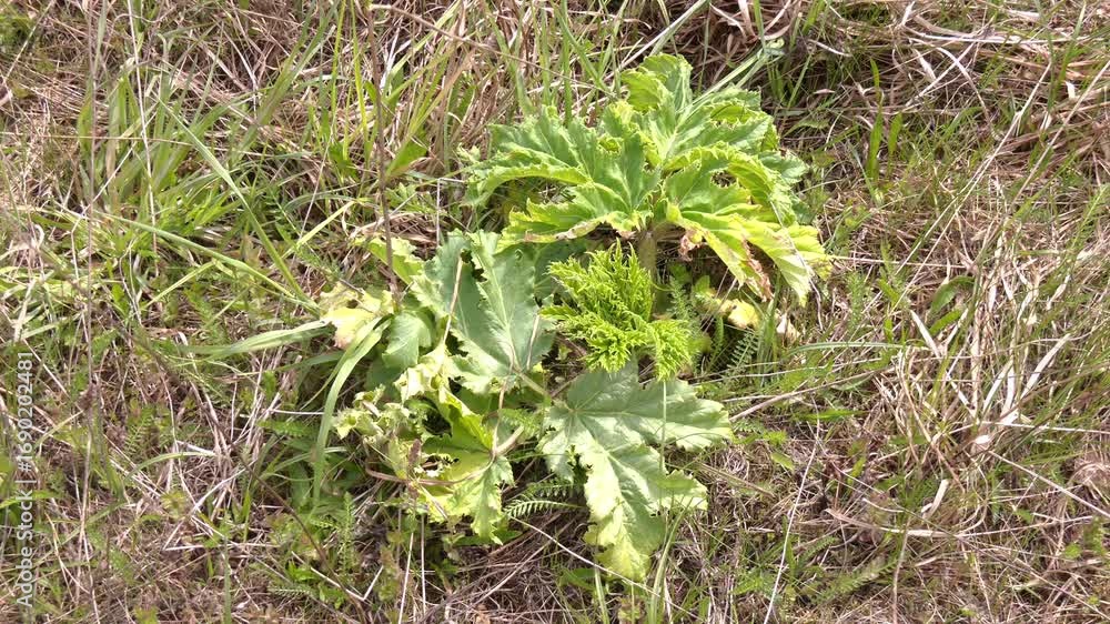 Giant Hogweed (Heracleum mantegazzianum) is a highly invasive and toxic ...