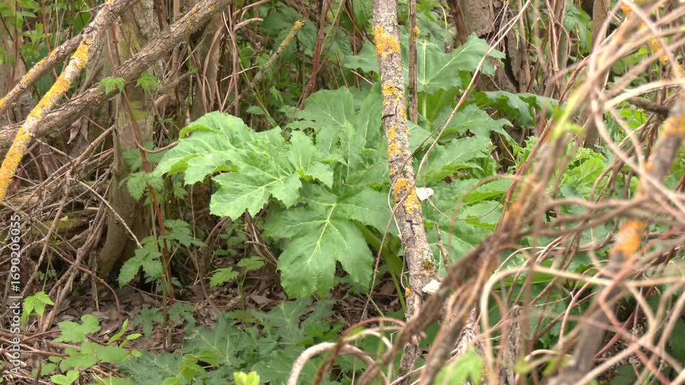Giant Hogweed (Heracleum mantegazzianum) is a highly invasive and toxic ...