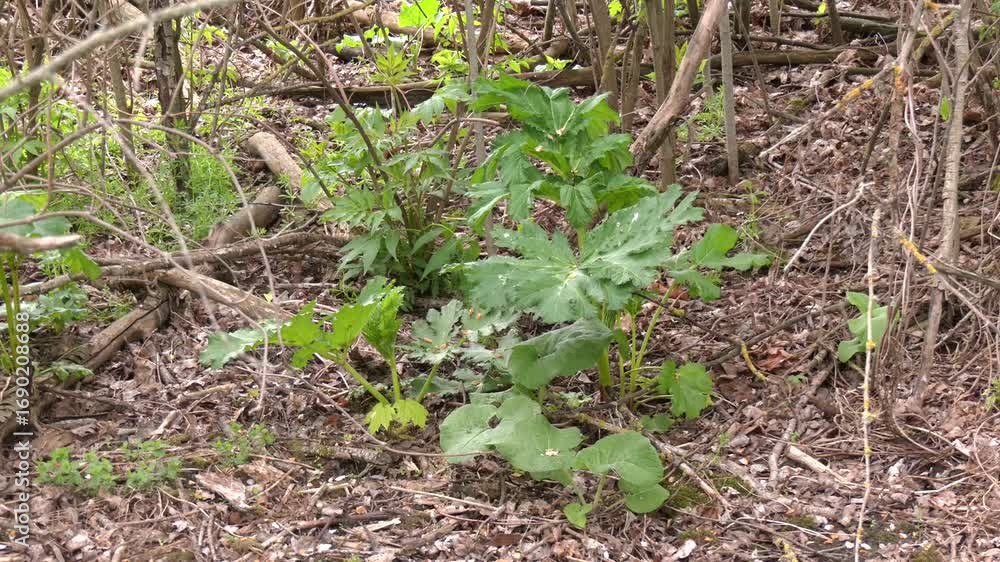 Giant Hogweed (Heracleum mantegazzianum) is a highly invasive and toxic ...
