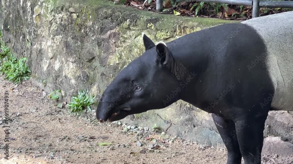 Close-up of a Malayan tapir Tapirus indicus moving its long flexible ...