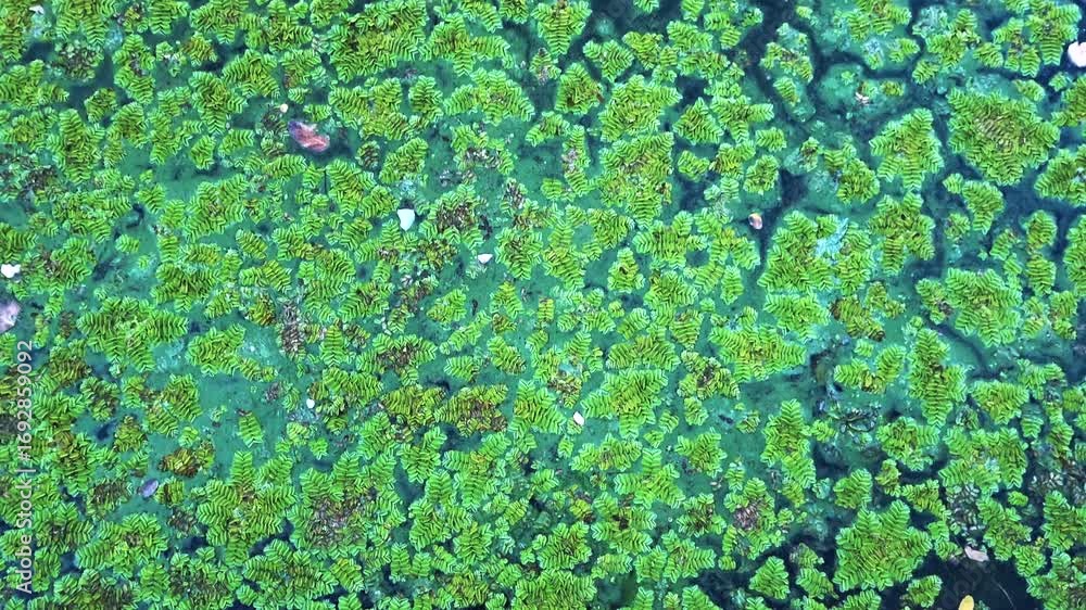 Aquatic ecosystem transforming with invasive plants, revealing ...