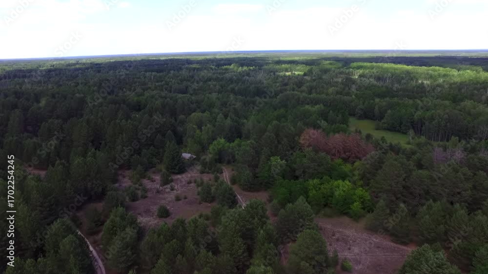 Chernobyl Exclusion Zone Forest from above (Pinus sylvestris ...
