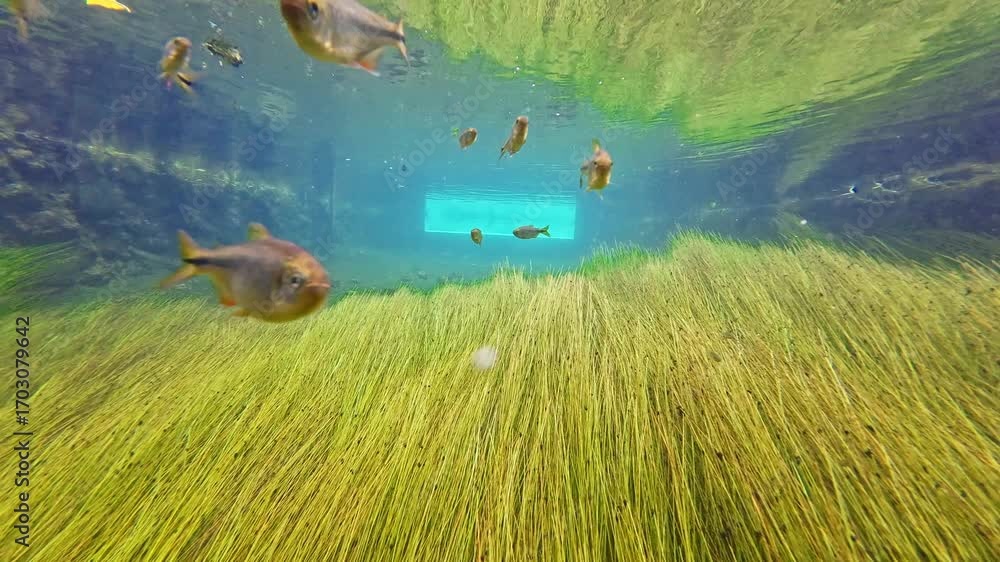 Several rare and endangered native fish species, along with other non ...