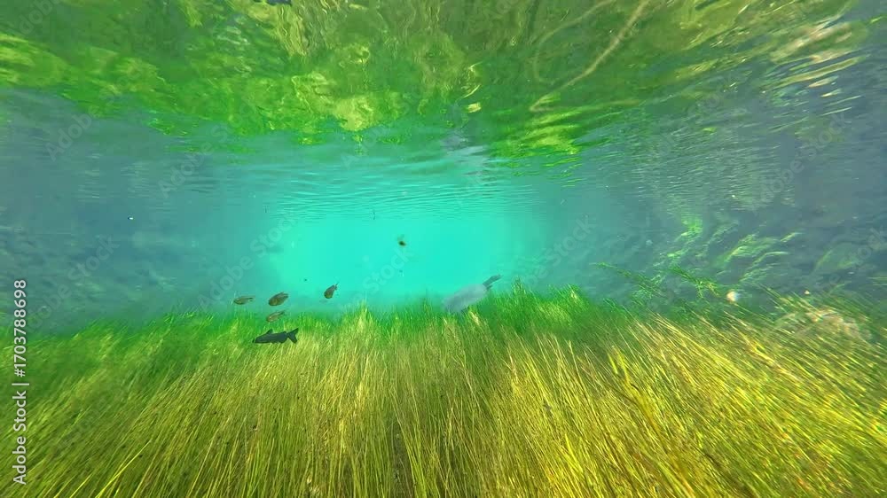 Several rare and endangered native fish species, along with other non ...